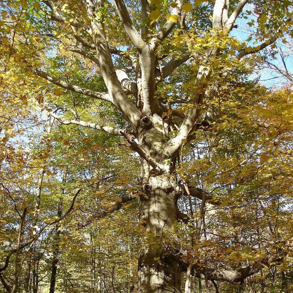 5 Fagus Grandifolia American Beech Tree Seeds For Planting #REG