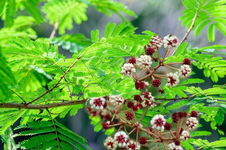 5 Acacia Concinna Acacia Tree Seeds For Planting #REG