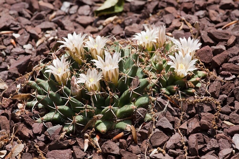 5 Mammillaria Meiacantha Hardy Ball Cactus Seeds For Planting #REG