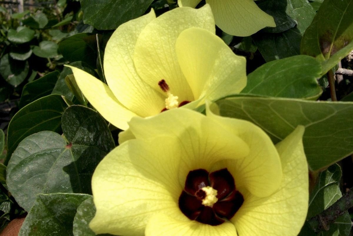 5 Bauhinia Tomentosa Yellow Tree Seeds For Planting #REG