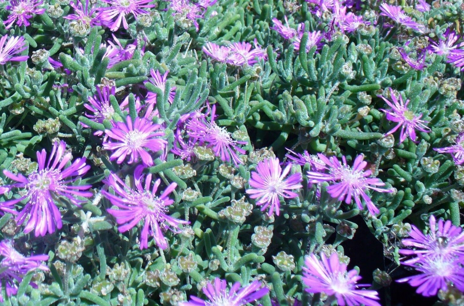 10 Delosperma Floribundum Purple Ice Plant Hardy Exotic Seeds For ...