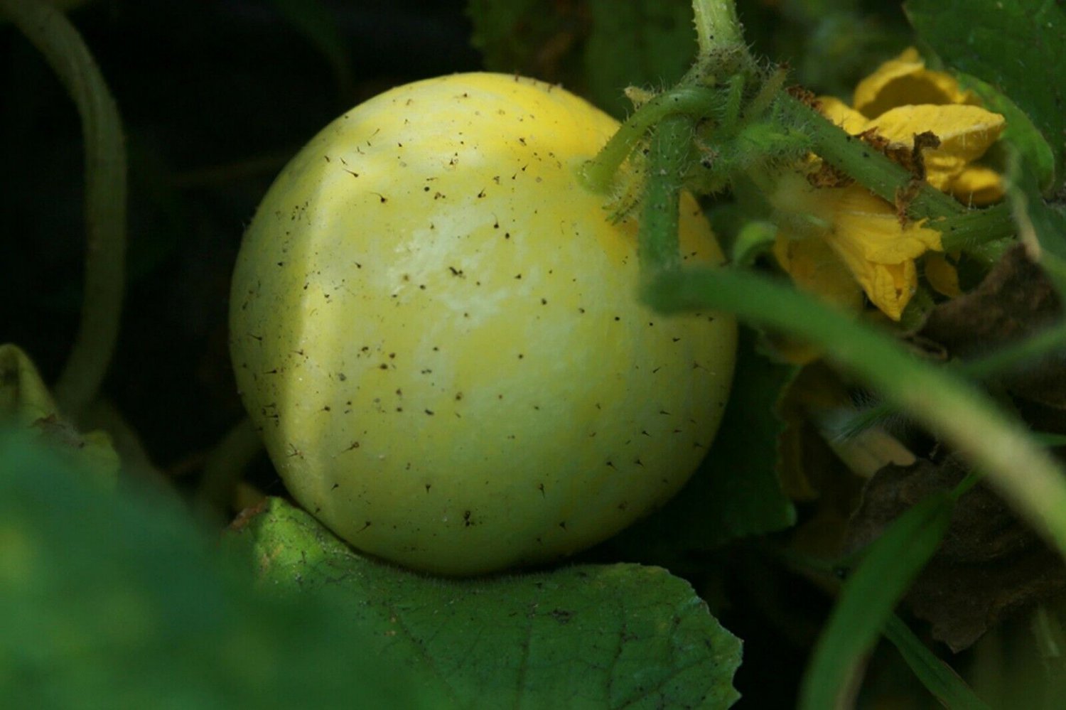 30 Lemon Cucumber, Budamkaya, Burpless, NON-GMO Fruit Seeds #THS