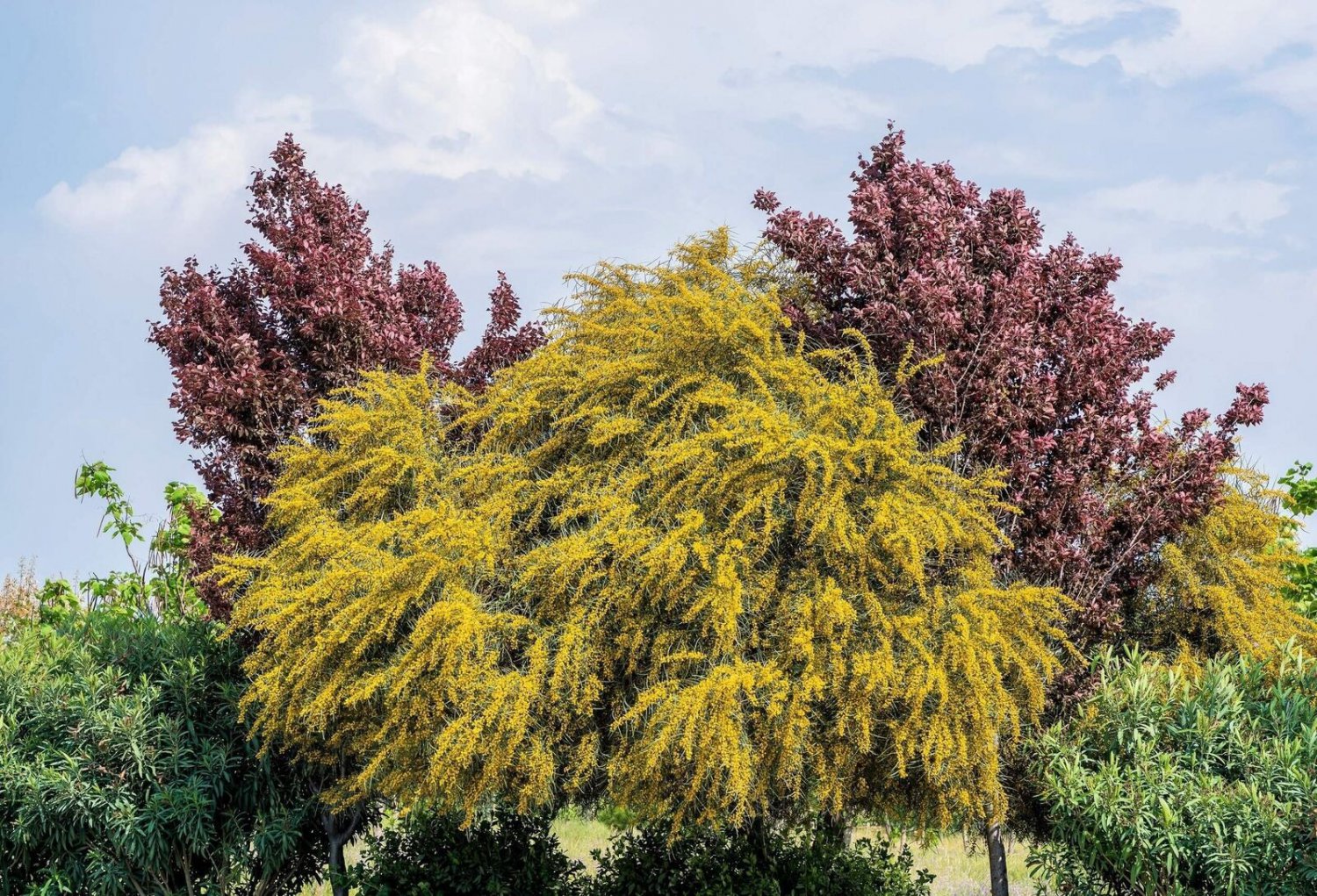 10 Golden Mimosa Acacia Baileyana Yellow Wattle Tree Flower Seeds#FLO
