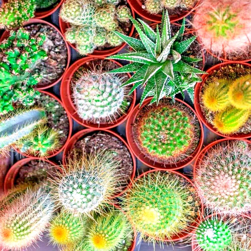 100 Cactus Mix Flower Seeds