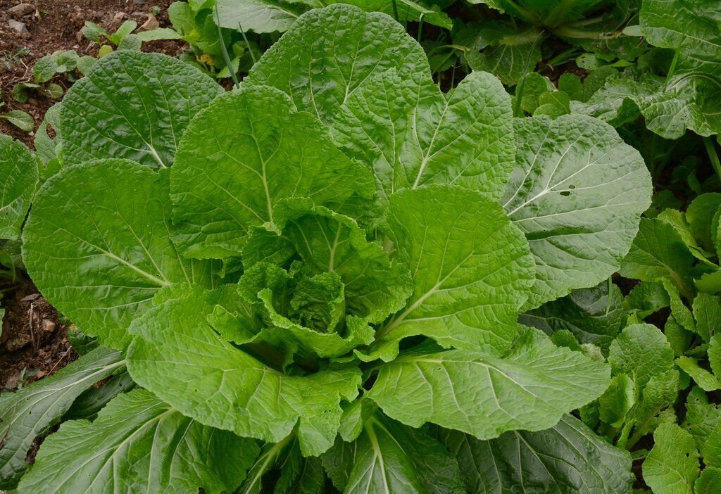 1000+ Florida Broadleaf Mustard Heirloom NON-GMO Vegetable Seeds