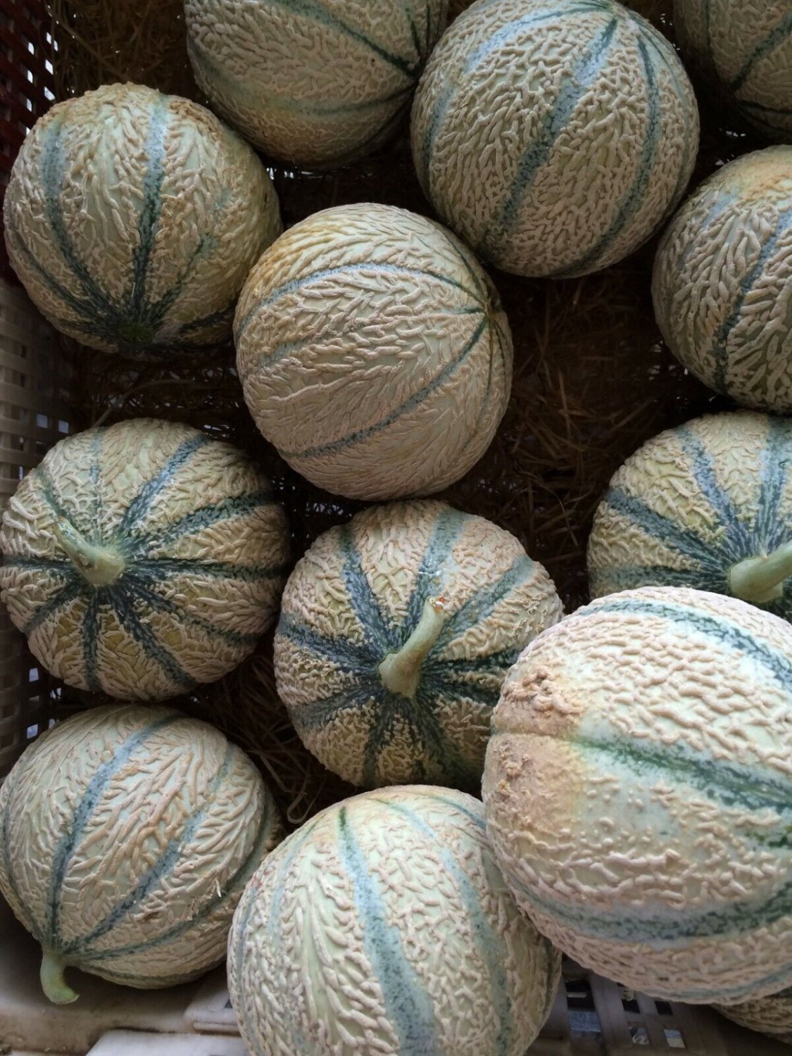 50+ Cantaloupe Hearts Of Gold Melon Heirloom NON-GMO Fruit Seeds