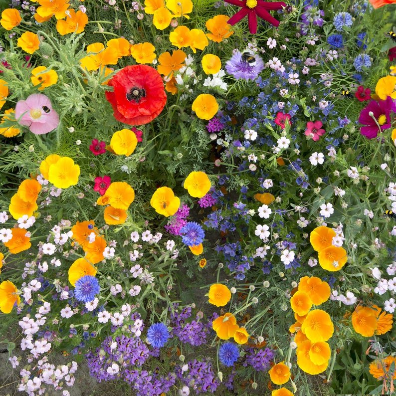 200+ Deer Resistant Wildflower Mix Colorful Coneflower Flower Seeds
