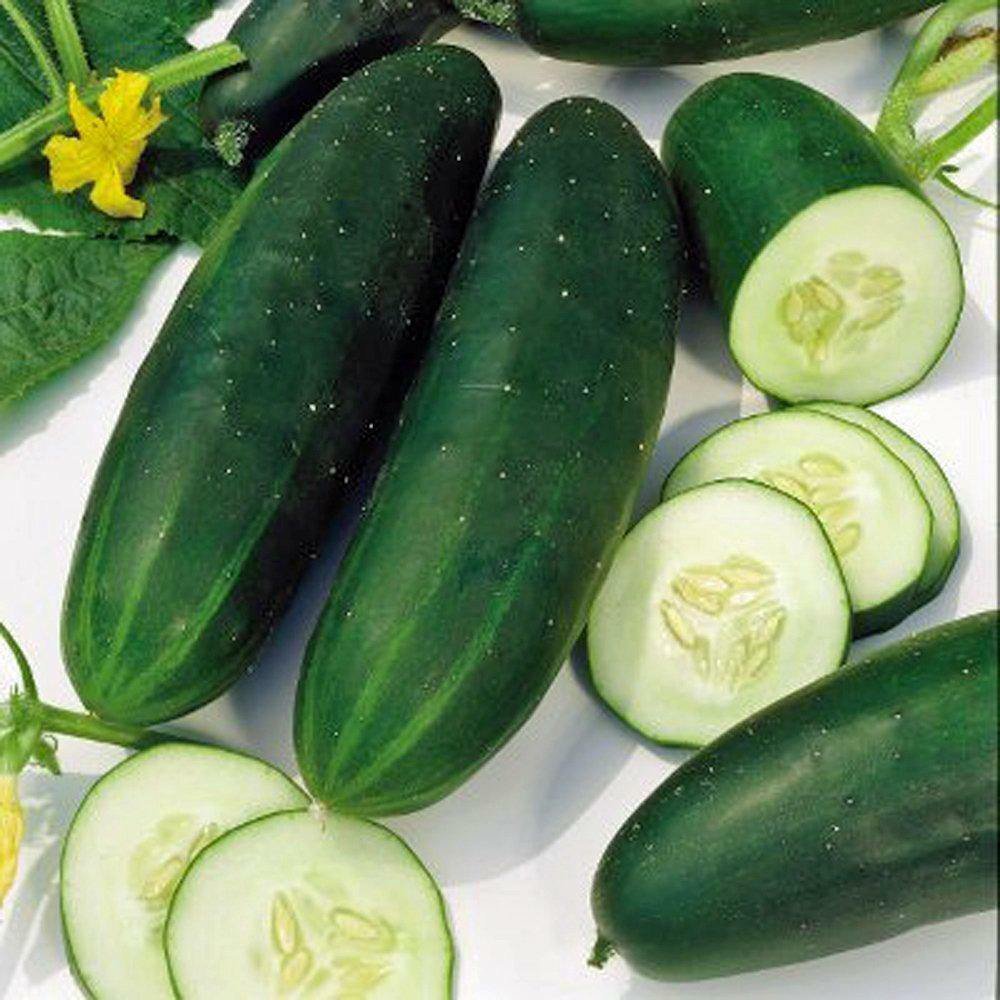 50+ Straight Eight Cucumber Garden NON-GMO Vegetable Seeds