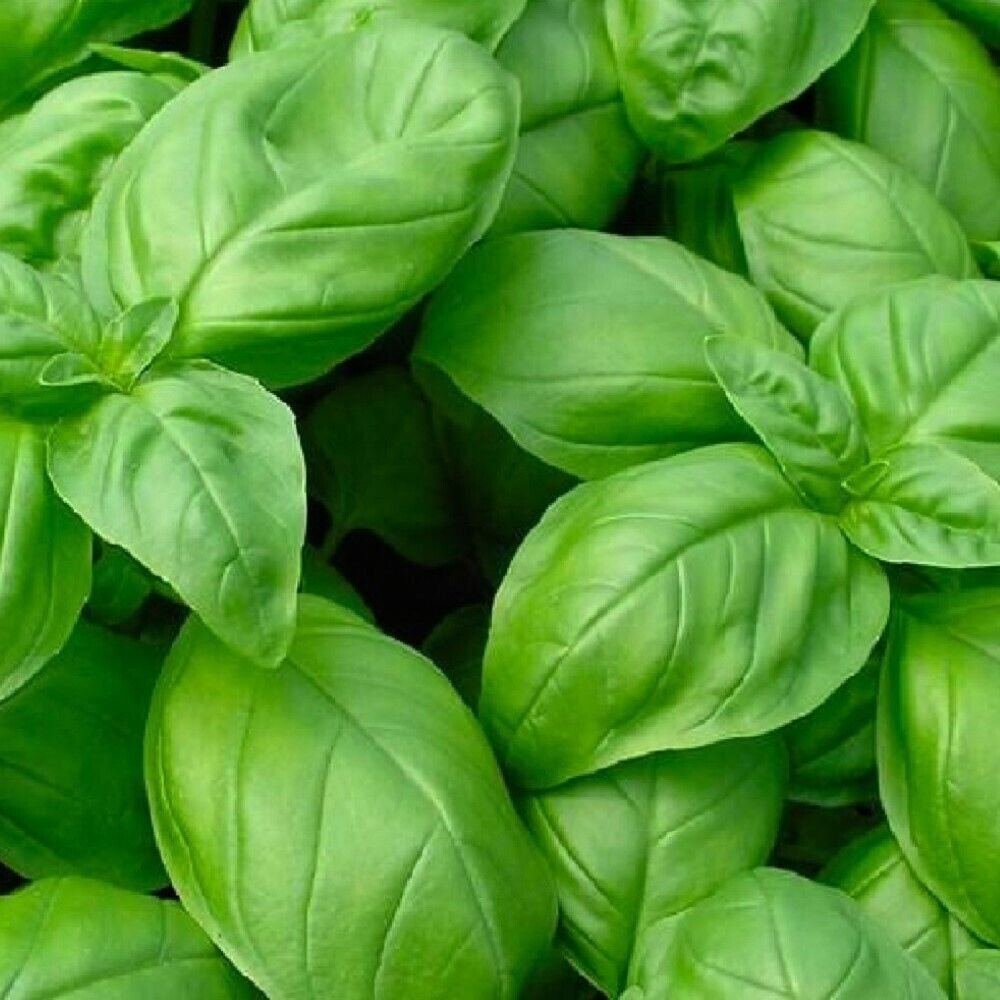 150 Genovese Basil NON-GMO Heirloom Vegetable Seeds