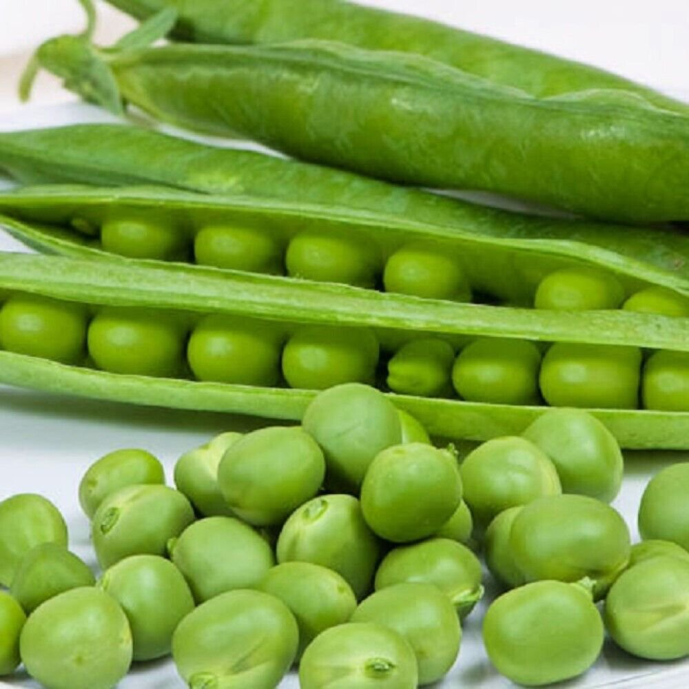 100 Cascadia Pea NON-GMO Heirloom Vegetable Seeds