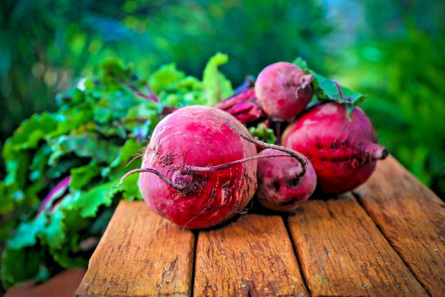 100 Ruby Queen Beets Vegetable Seeds