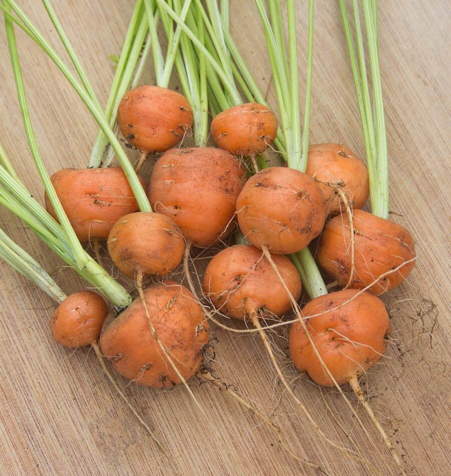 400 Parisian Round Carrot Vegetable Seeds