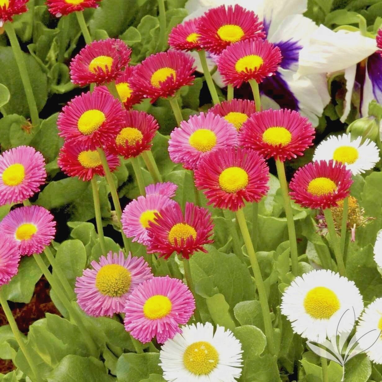 401 English Daisy Mix Flower Seeds