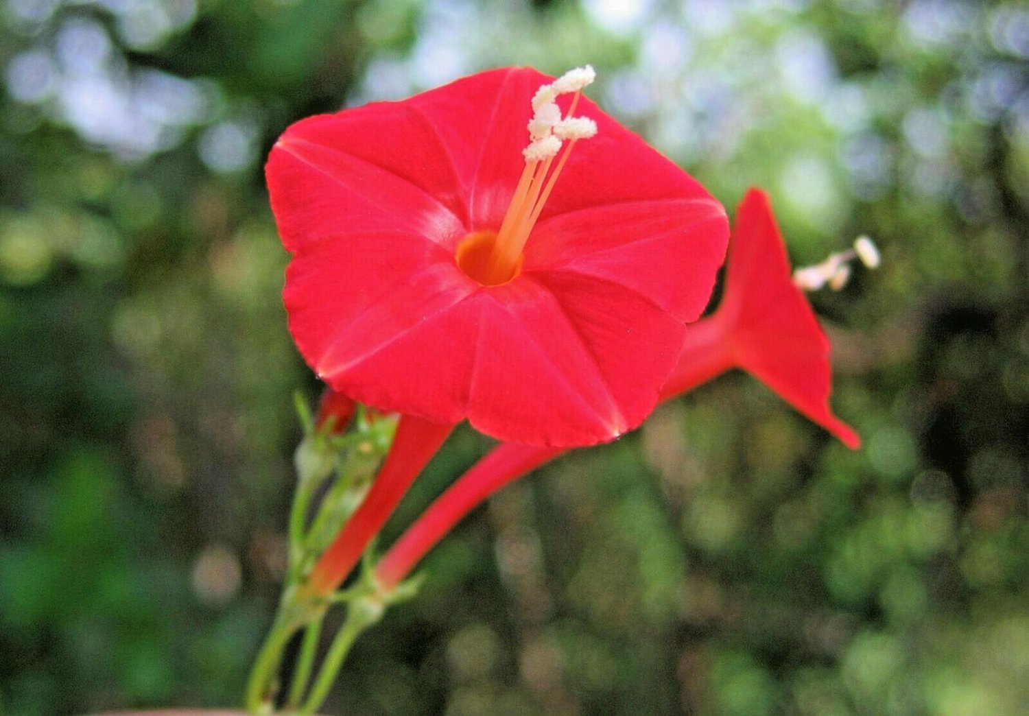 41 Cypress Vine Flower Seeds