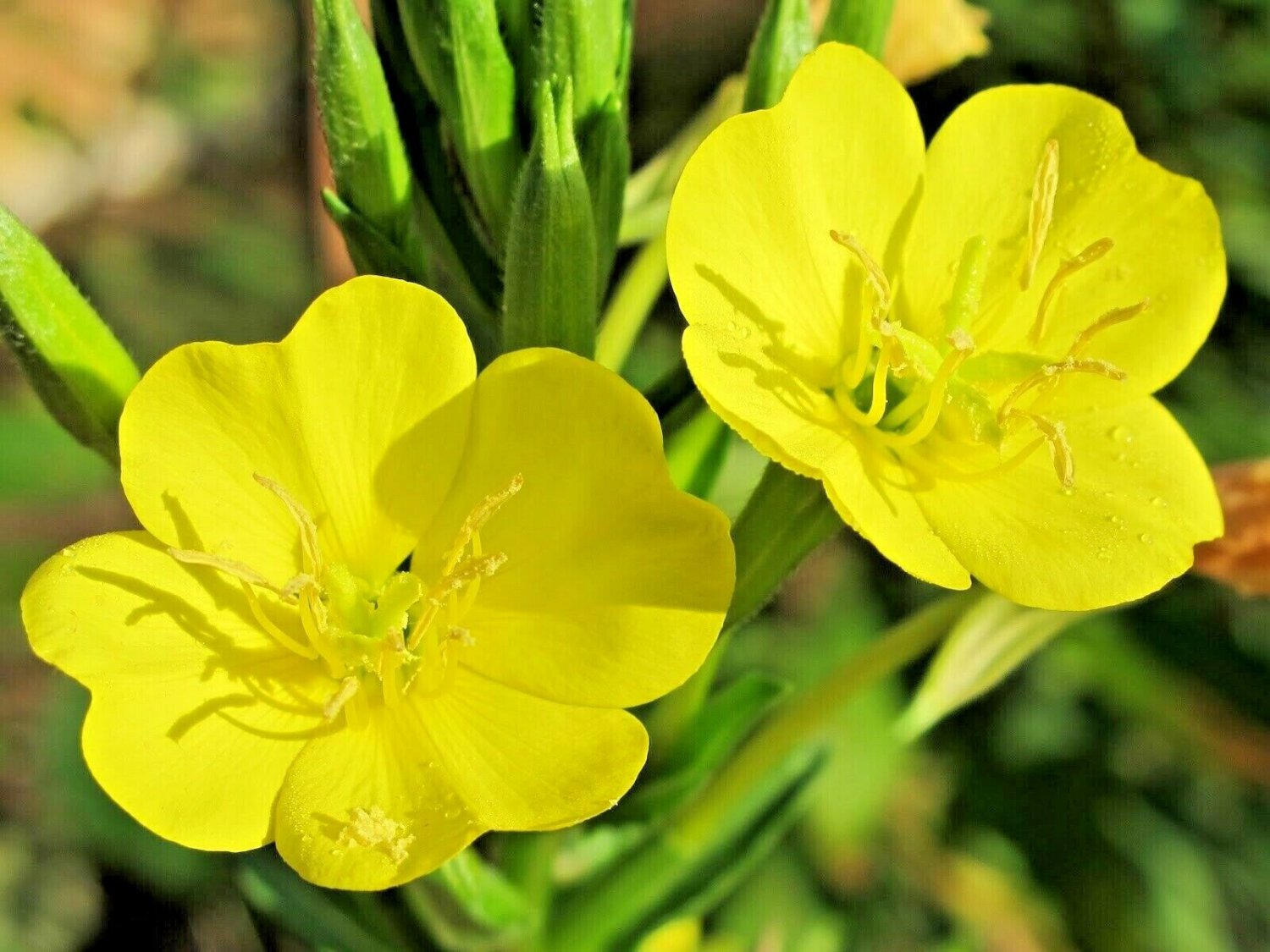 500 Common Evening Primrose Flower Seeds