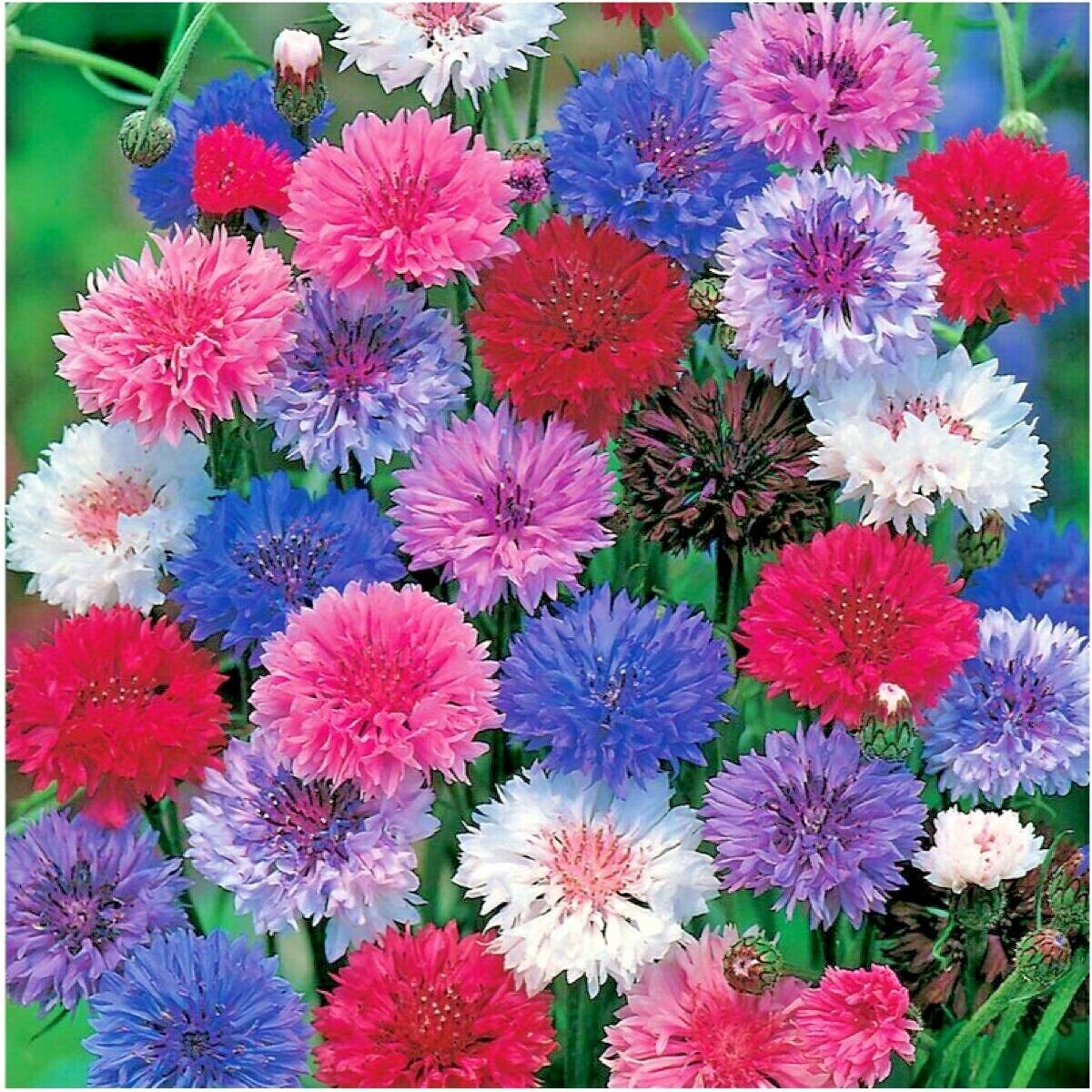 500 Dwarf Bachelor Button Polka Dot Mix Flower Seeds