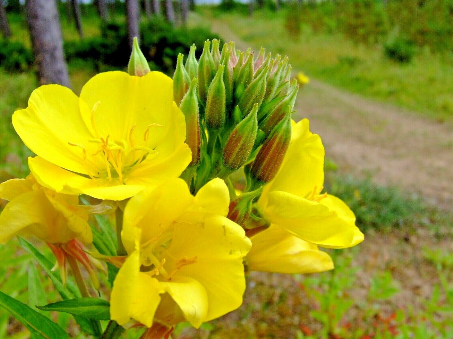 501 Common Evening Primrose Flower Seeds