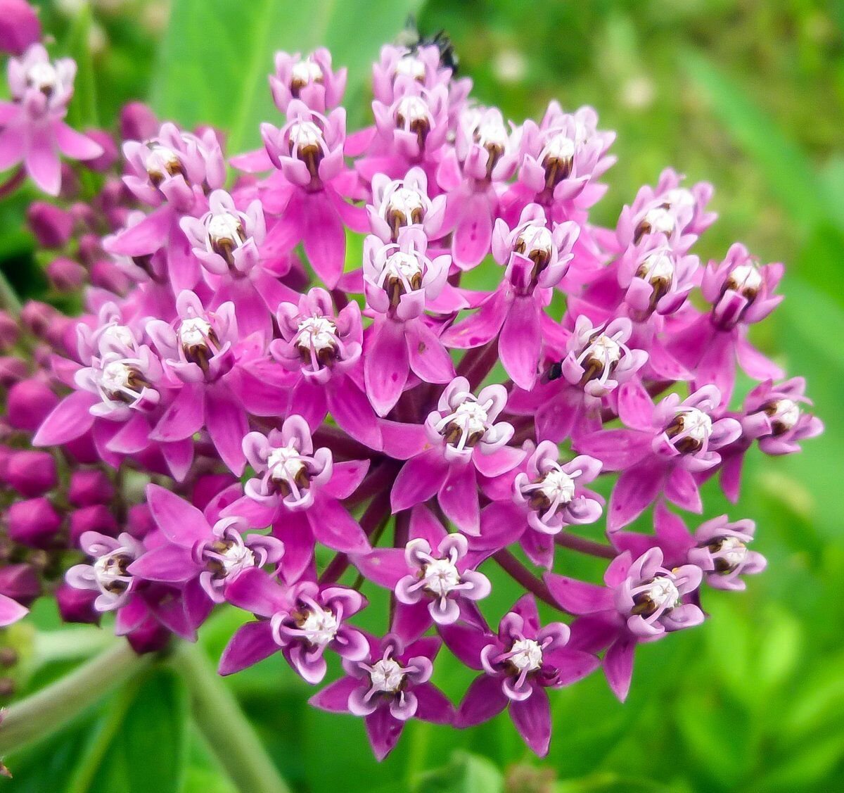 51 Swamp Rose Milkweed Flower Seeds