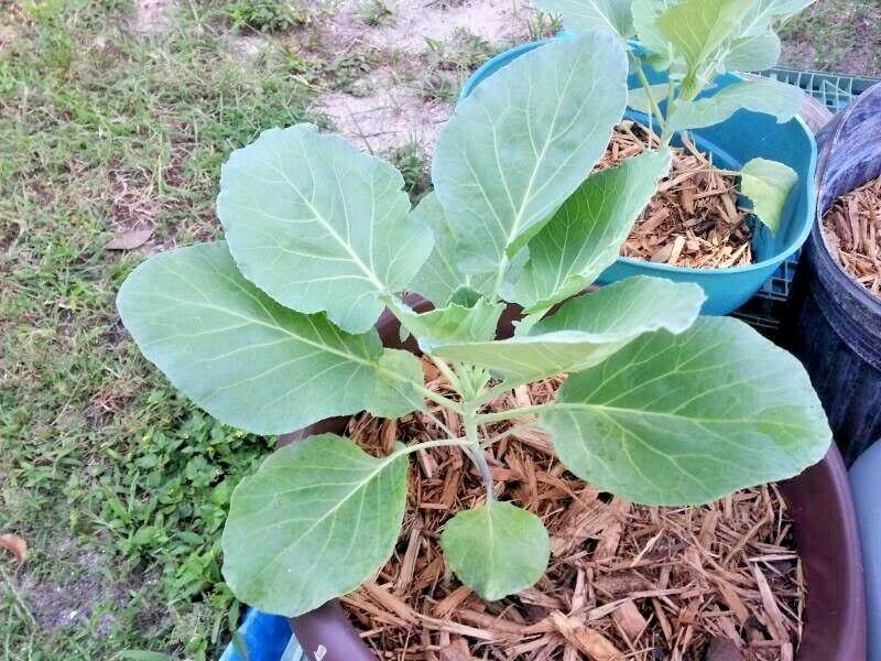 601 Georgia Collard Greens Vegetabel Seeds