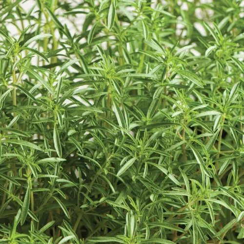 20 Summer Savory Fresh Herb Seeds For Planting