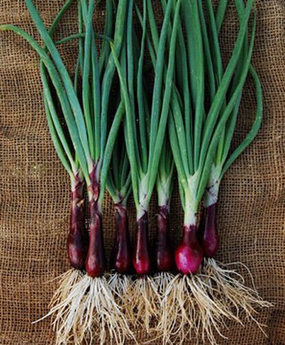 200 Ruby Red Onion Red Stem Scallion(Alllium cepa) Vegetable Seeds