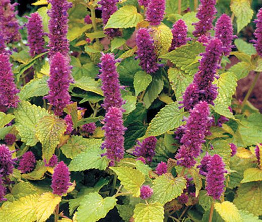 20 Anise Hyssop Golden Jubilee Agastache Foeniculum Flower Seeds