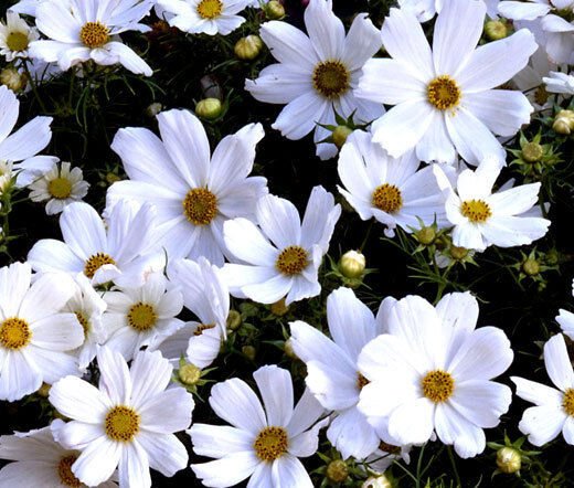 1000 Cosmos Purity Bipinnatus Flower Seeds