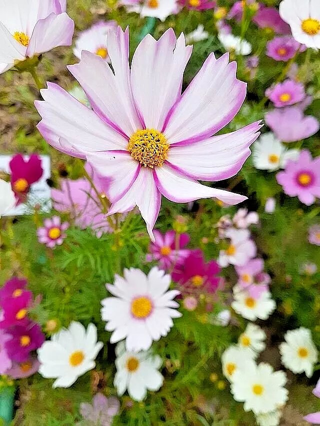 Cosmos Mix 100 Seeds