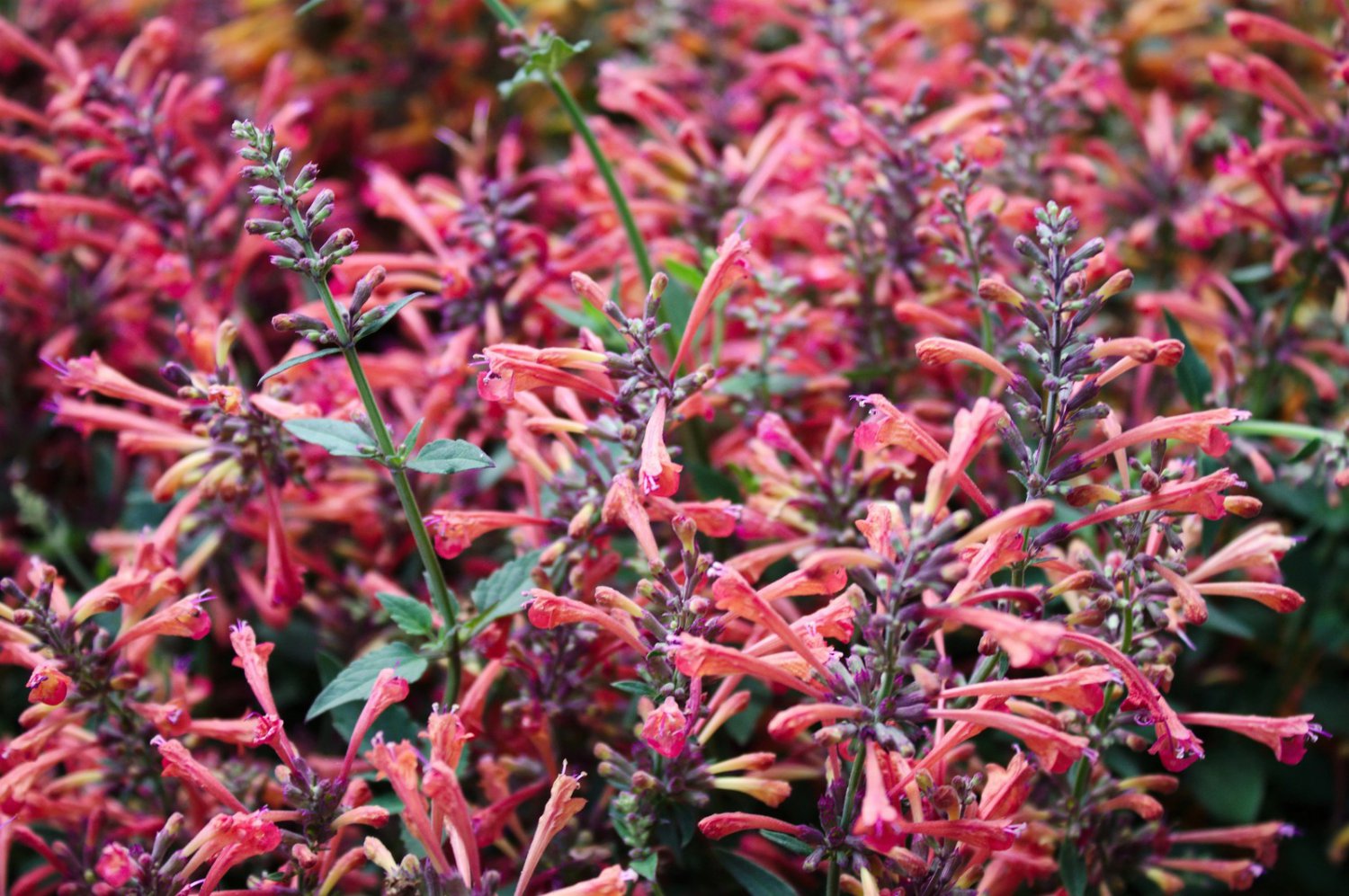 30 Mixed Colors Agastache Aurantiaca Cana Hummingbird Mint Hyssop ...