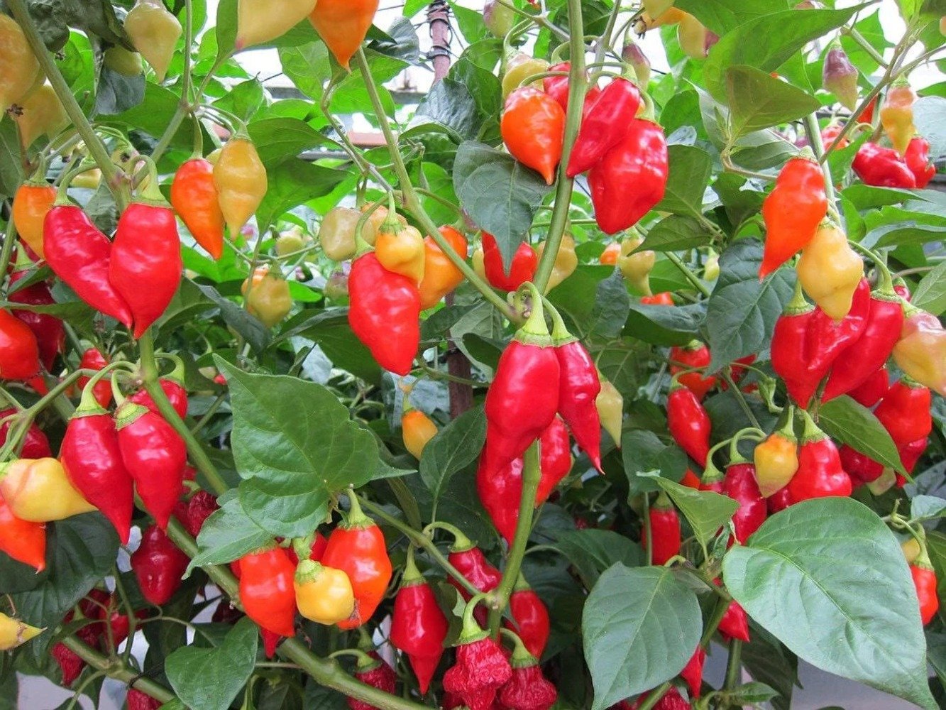 200 Santa Fe Grande Pepper Guero Chili Hot Capsicum Annuum Vegetable ...