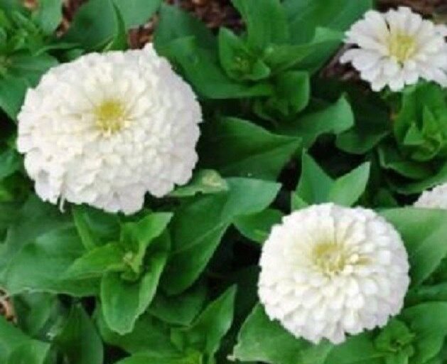 100 Zinnia Elegans Polar Bear Flower Seeds