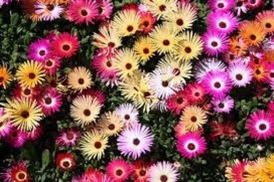 250 Livingstone Daisy Mix Flower Seeds