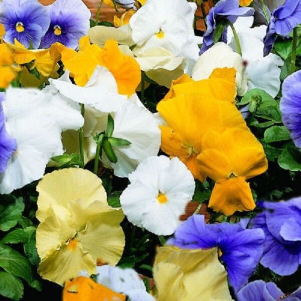 50 Pansy Character Surf Mix Flower Seeds