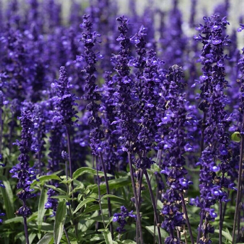100 Salvia Victoria Blue Flower Seeds