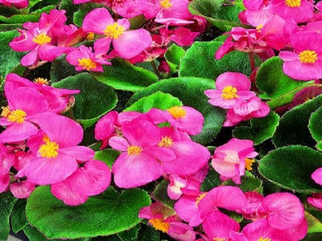 50 Pelleted Begonia Hot Tip Light Pink Flower Seeds