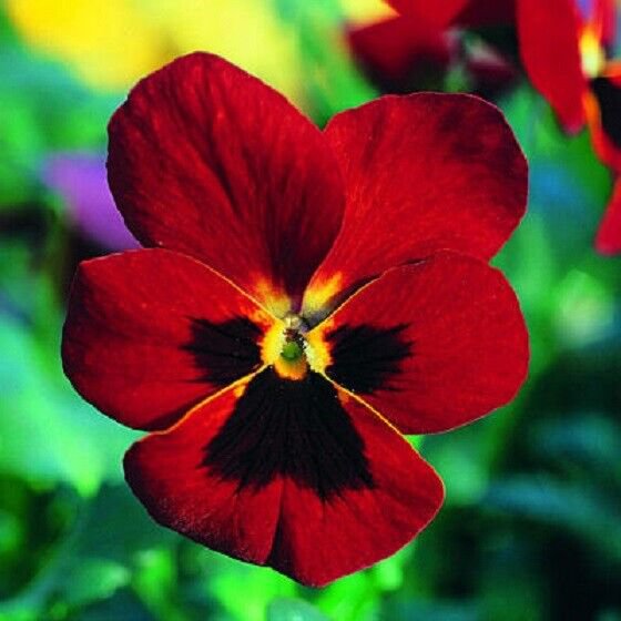 200 Viola Arkwright Ruby (Perennial) Flower Seeds