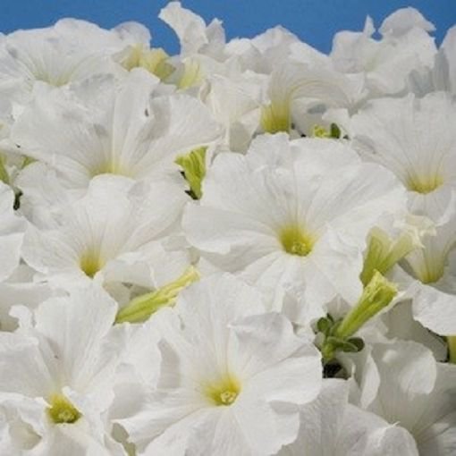 50 Petunia Pelleted Aladdin White Flower Seeds