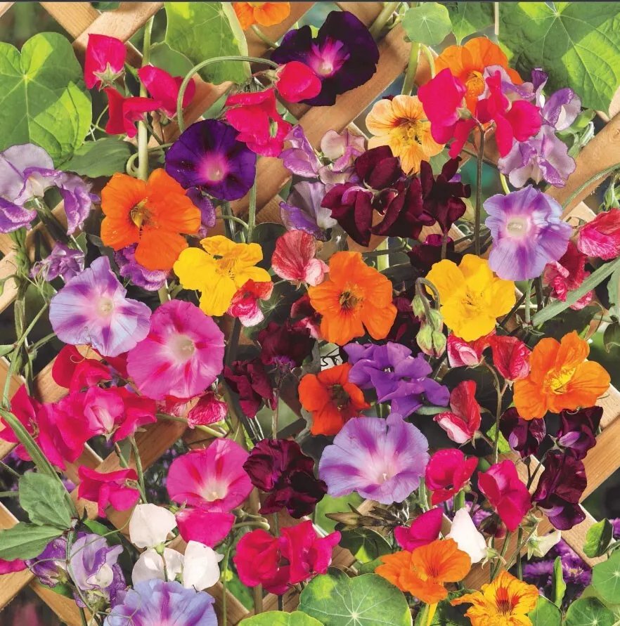 50 Colorful Climbers Mix Morning Glory Sweet Pea Nasturtium Vines Non ...