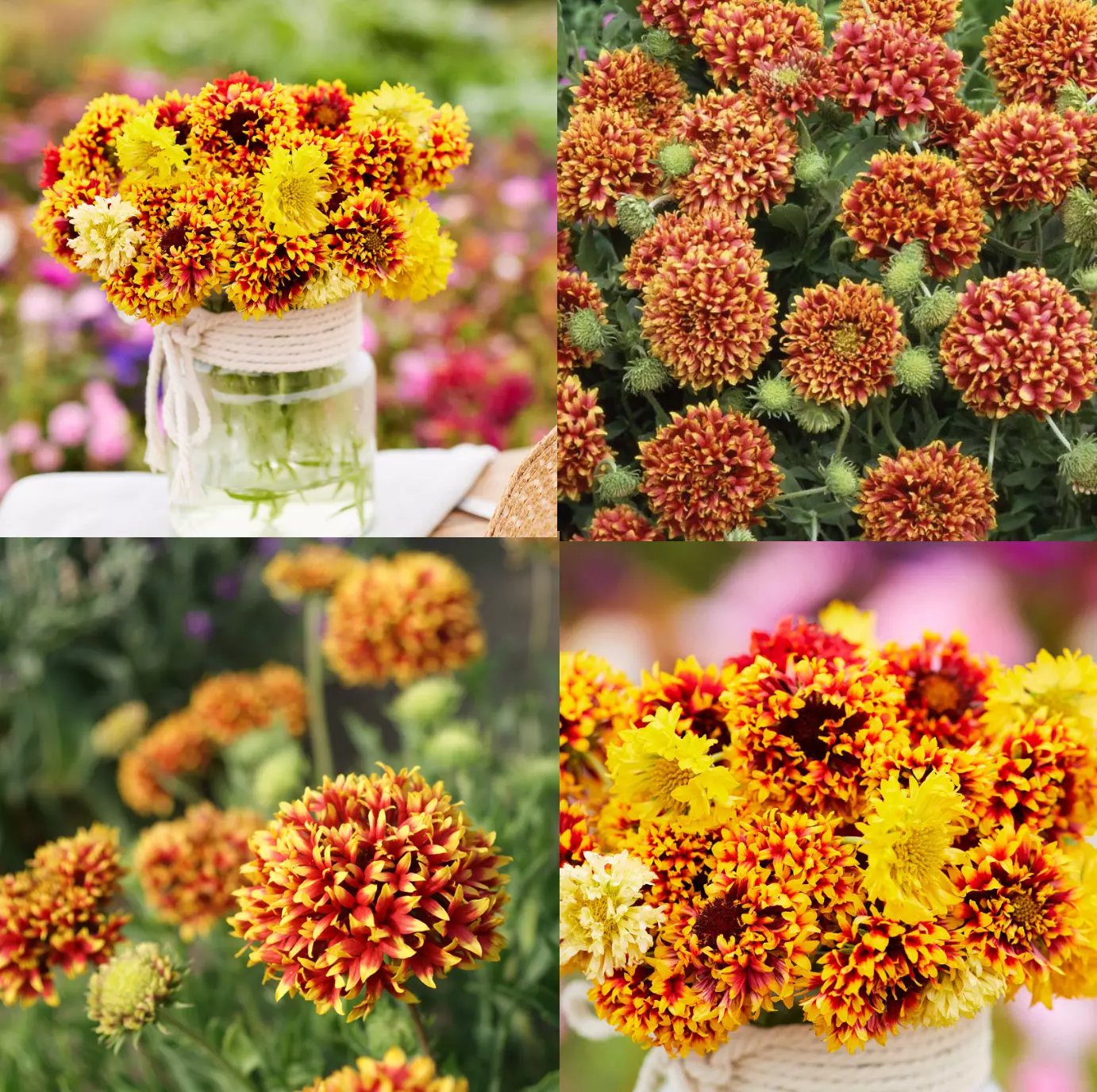 50 Blanket Flower Sundance Gaillardia Bi-Color Unique Native Non-Gmo ...