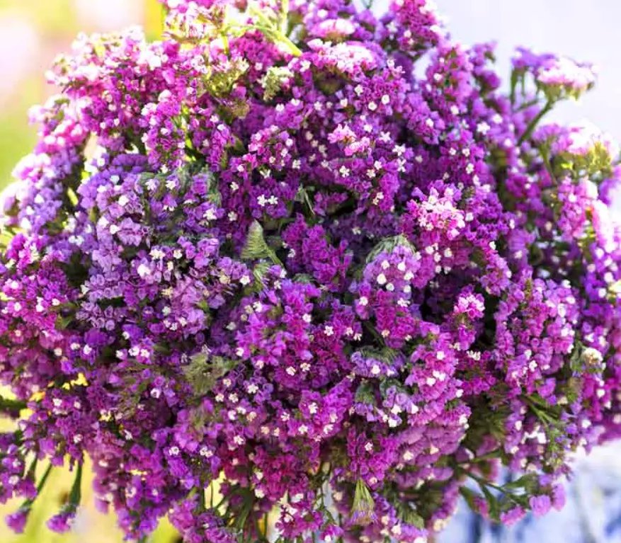 100 Statice Twilight Purple Cut Flowers Dried Arrangements Re Non-Gmo ...
