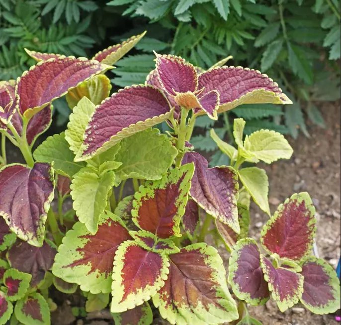 500 Coleus Blumei Rainbow Mix Annual Perennial Shade Garden Non-Gmo ...