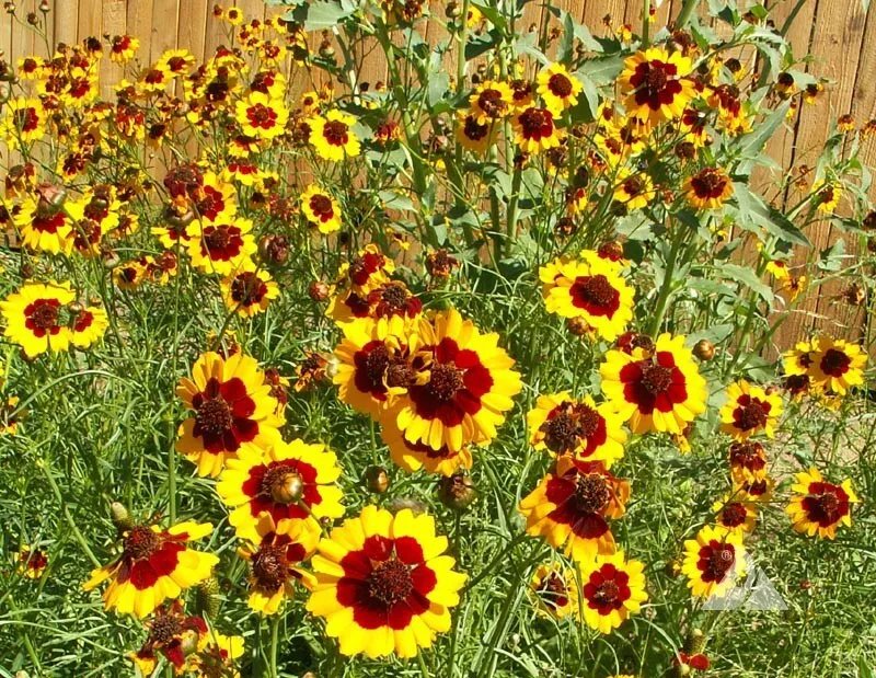 500 Plains Coreopsis Calliopsis Native Wildflower Heirloom Full Part ...