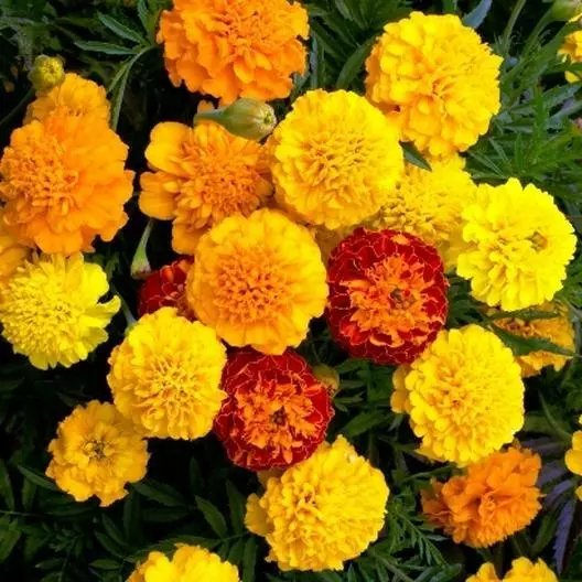 200 French Marigold Petite Mix Seeds - Heirloom Non-GMO Double Dwarf ...