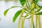 10 Acacia Mangium Hickory Wattle Multi Purpose Tree Yellow Flower ...