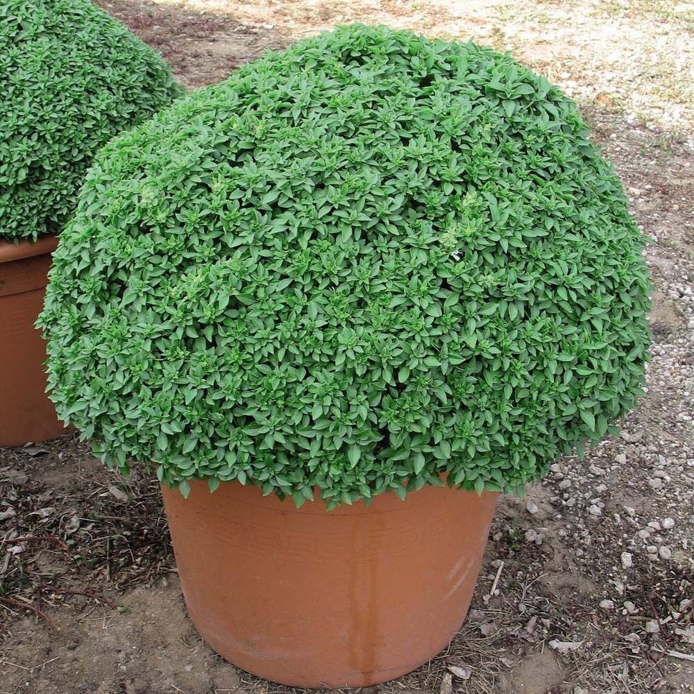 50 Dwarf Greek Basil Seeds - 6-12" Compact Herb, Pungent Flavor, Easy ...