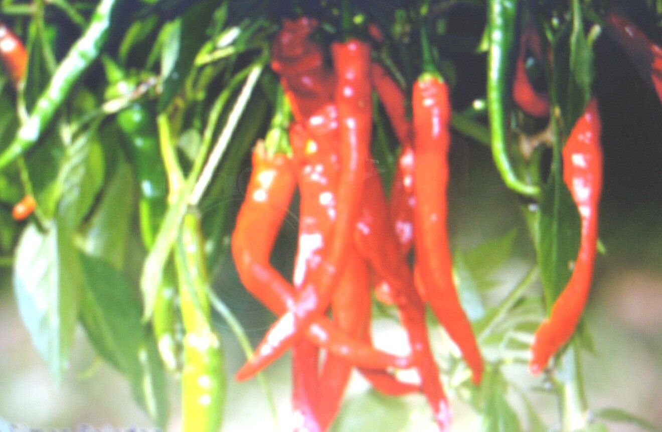 15 Cayenne Long Slim Pepper Seeds – Spicy Red Chili, Easy to Grow, High ...