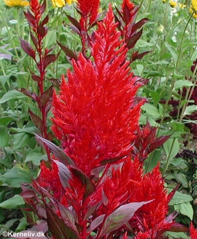 50 Celosia Forest Fire Flower Seeds