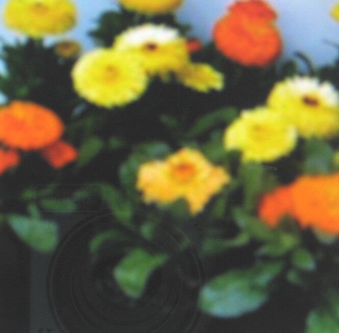 50 Calendula Bon Bon Series Flower Seeds