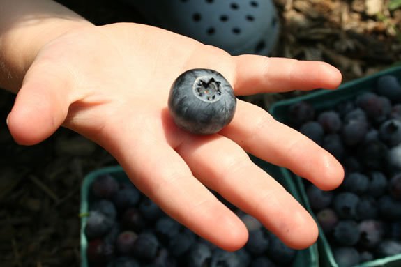 1000 Dryland Blueberry Fruit Seeds – Hardy, Drought-Tolerant, Sweet ...