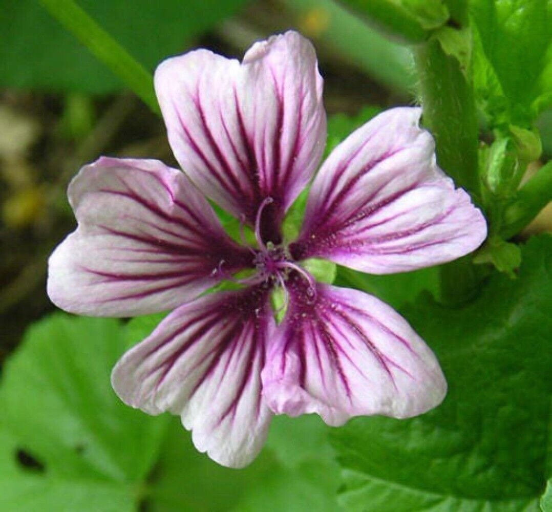 20 Zebra Mallow Malva Sylvestris Zebrina Seeds – Striped Purple-Pink ...